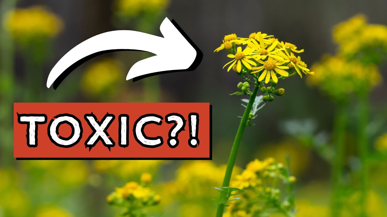 What's that strange yellow flower that pops up EVERYWHERE? - YouTube