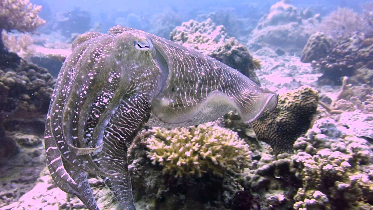 Cutter Fish YouTube cutter-fish-youtube