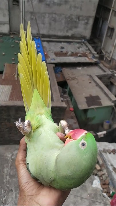 Super tamed #parrot 🦋 ️ #talkingparrot #greenparrot #birds - YouTube