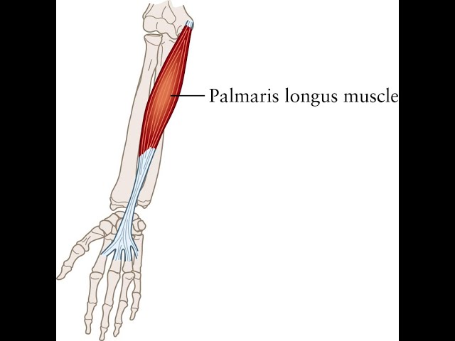 Palmaris Longus Palmar Aponeurosis Snippet | Complete Anatomy