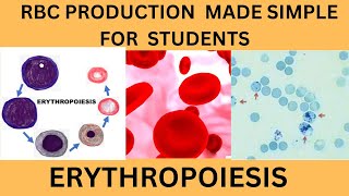 ERYTHROPOIESIS.THE FORMATION AND LIFE CYCLE OF RBCS EX... | Doovi