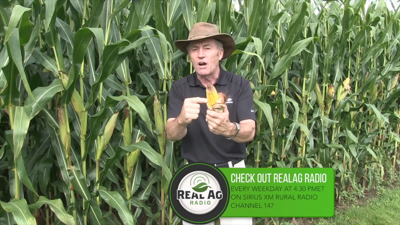 Corn School: Harvest quickly to limit losses to gibberella - YouTube