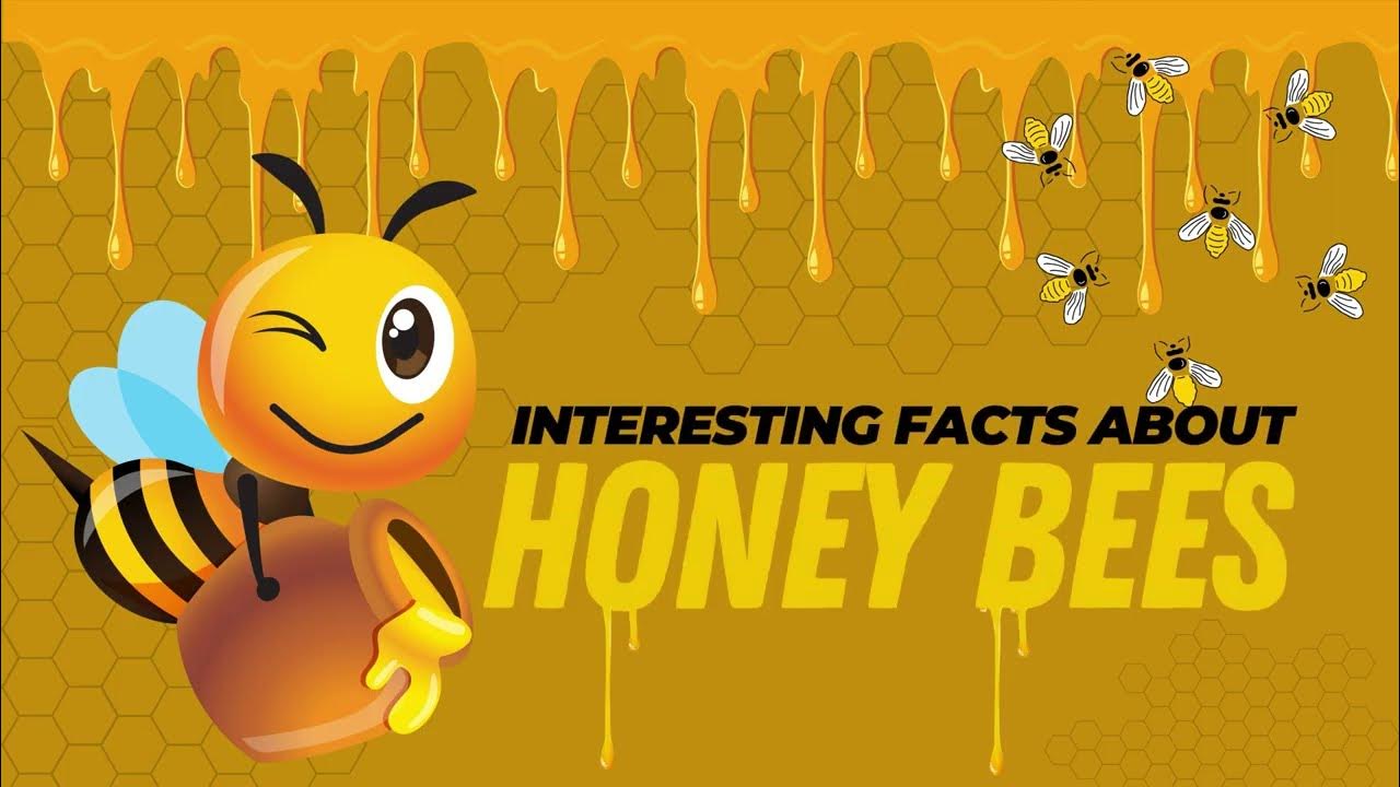 Amazing Facts about Honey Bees | Honey Bee Facts for Kids | How do ...