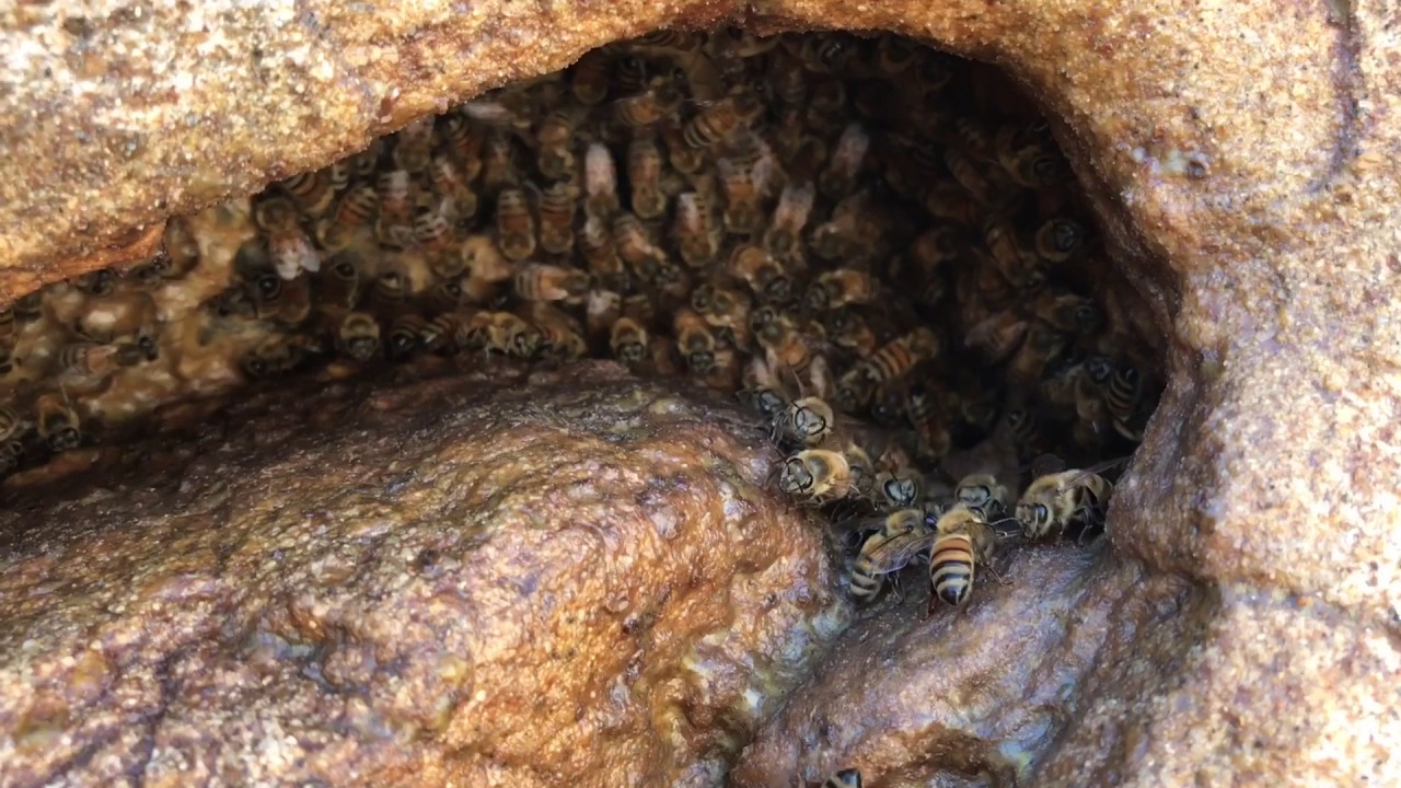 Bees surviving the harsh NM desert - YouTube