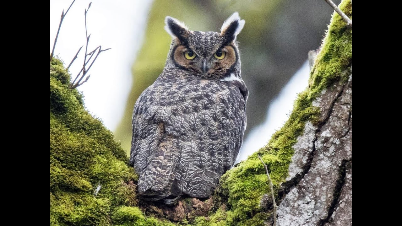 All About Owls / Part I / Introduction to Owls - YouTube