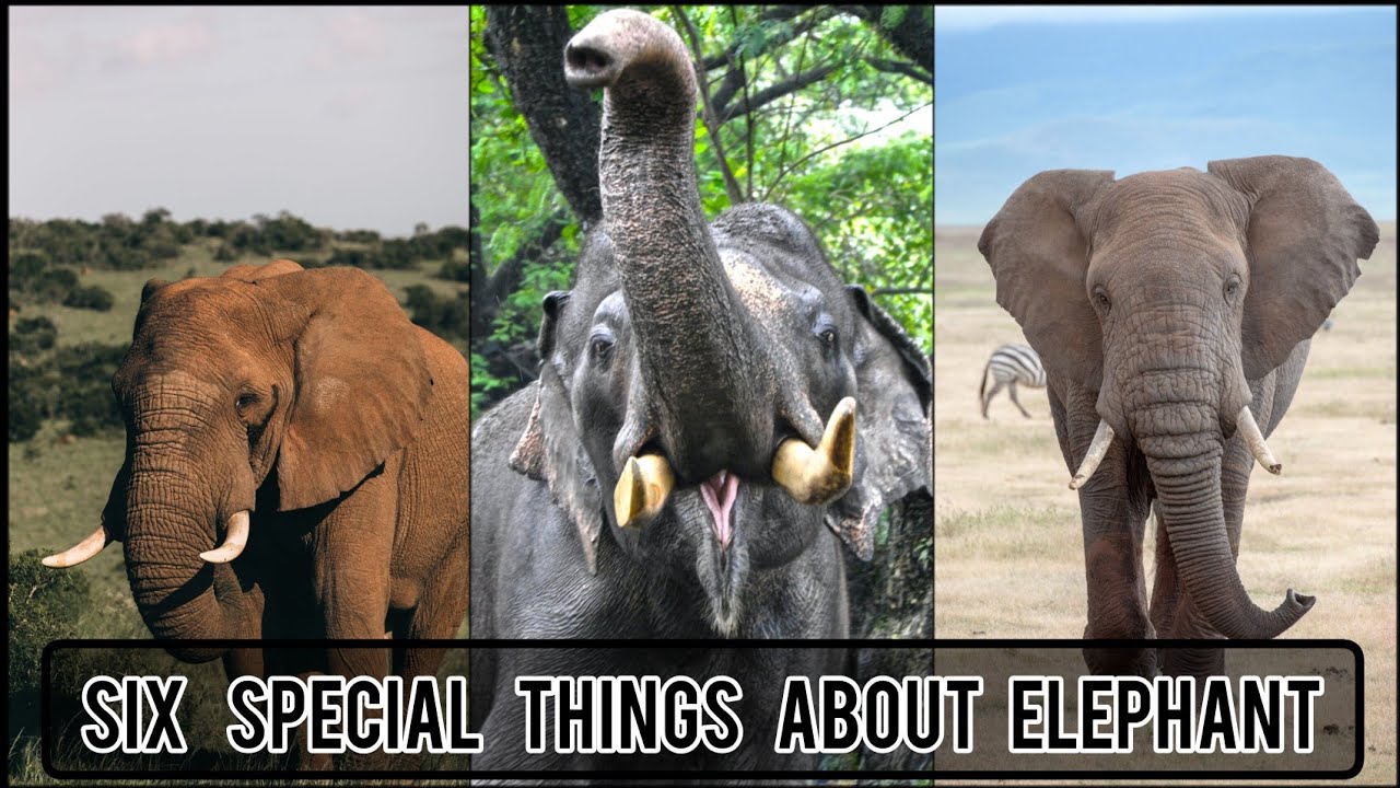 6 Special Things About Elephants - Did you know?. - YouTube