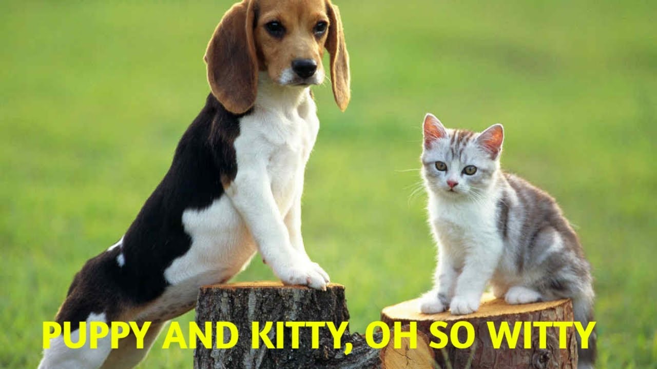 Puppy and Kitty, Oh So Witty - YouTube