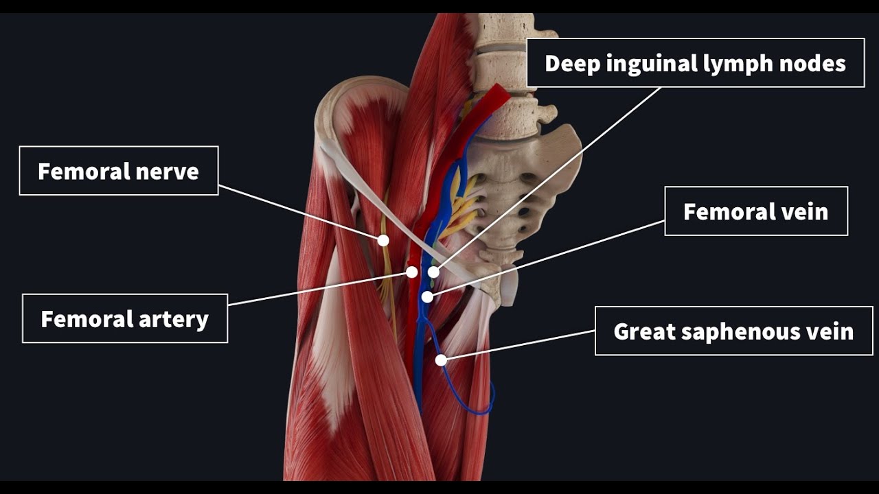 Femoral Triangle Anatomy – Boundaries, Contents, Femoral Sheath ...