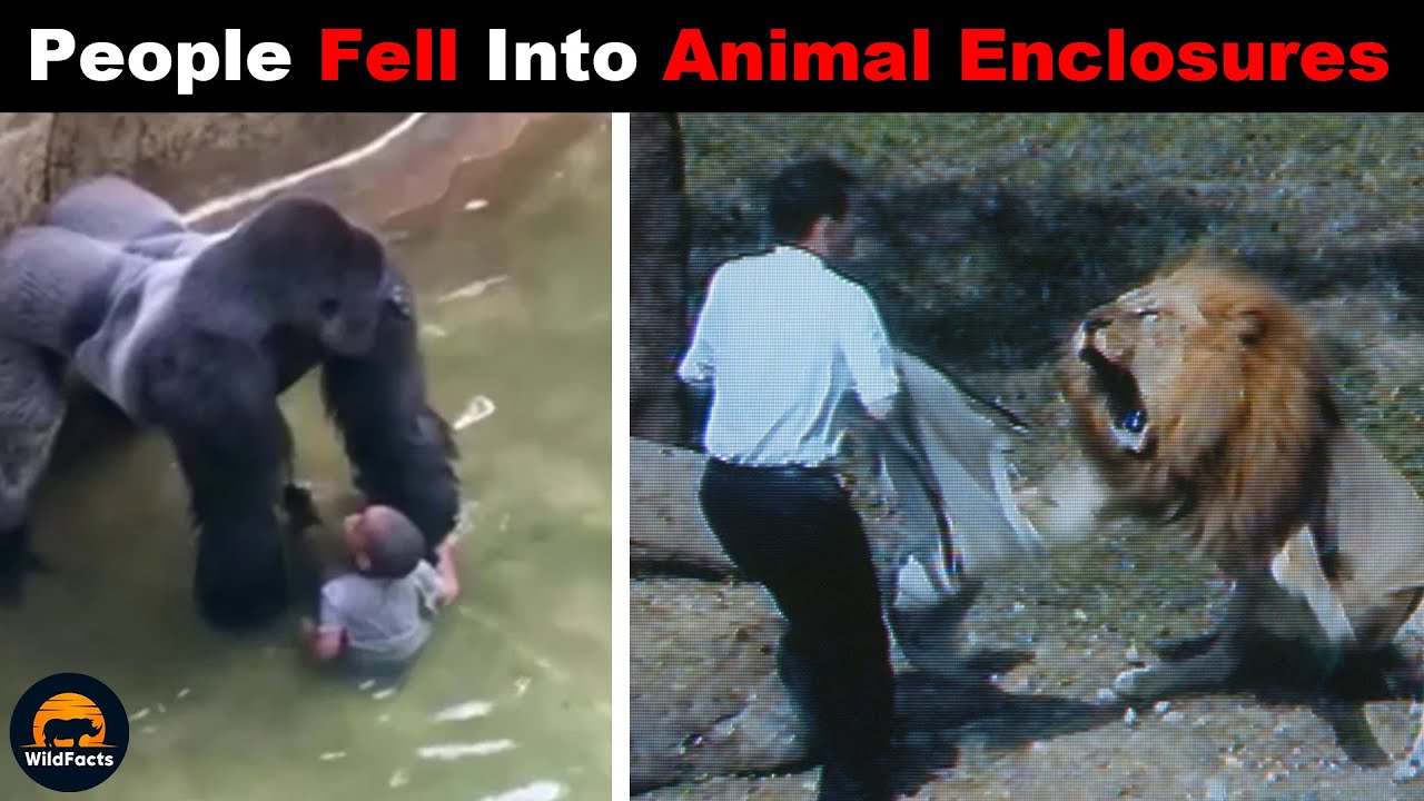 10 Cases In Which People Fell Into Animal Enclosures At The Zoo - YouTube
