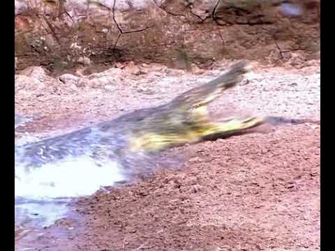 Nature's Thrilling Chase: The Great Deer Escape from an Alligator ...