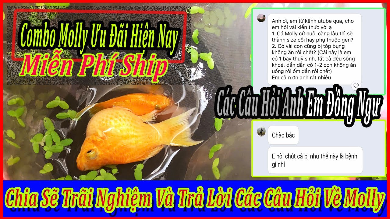 Trãi nghiệm cá nhân khi nuôi cá molly, giải đáp các câu hỏi của anh em ...