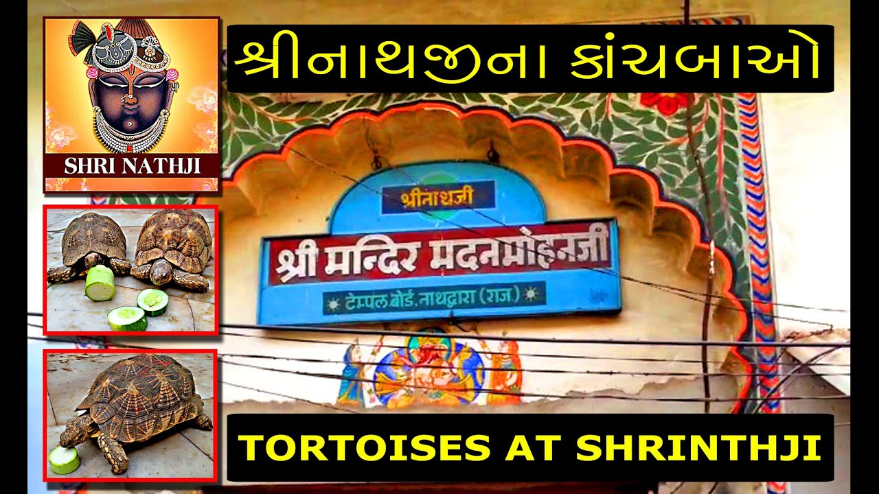 Tortoises at Shri Mandir Madanmohanji Shrinathji Nathdwara Temple ...