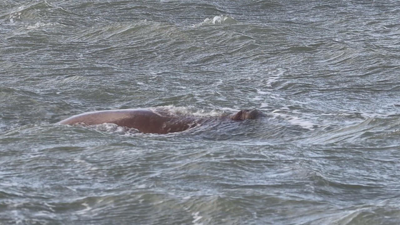 Walrus in Den Helder (3) (NL) - YouTube