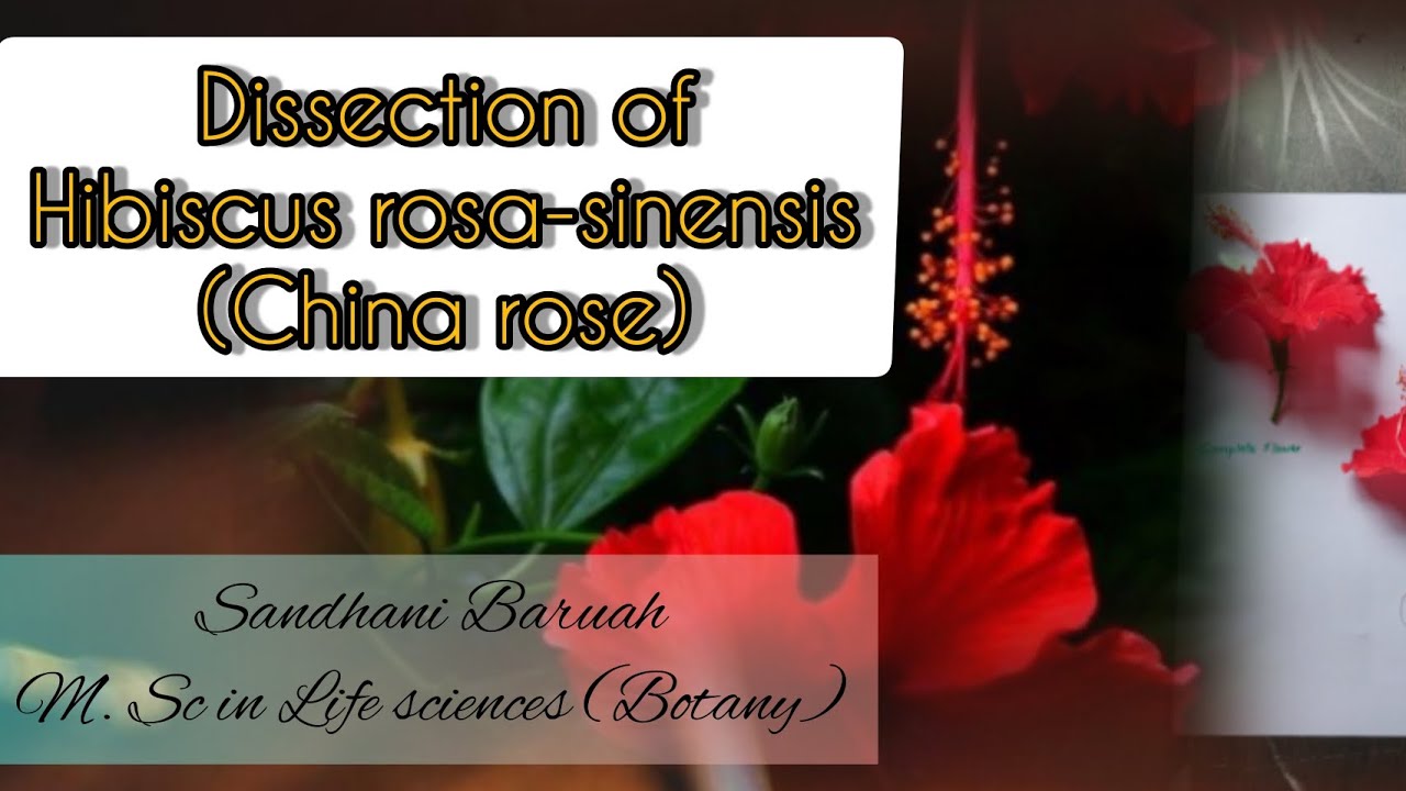 Dissection of Hibiscus rosa-sinensis (China rose)/ জবা ফুলৰ বিচ্ছেদন ...
