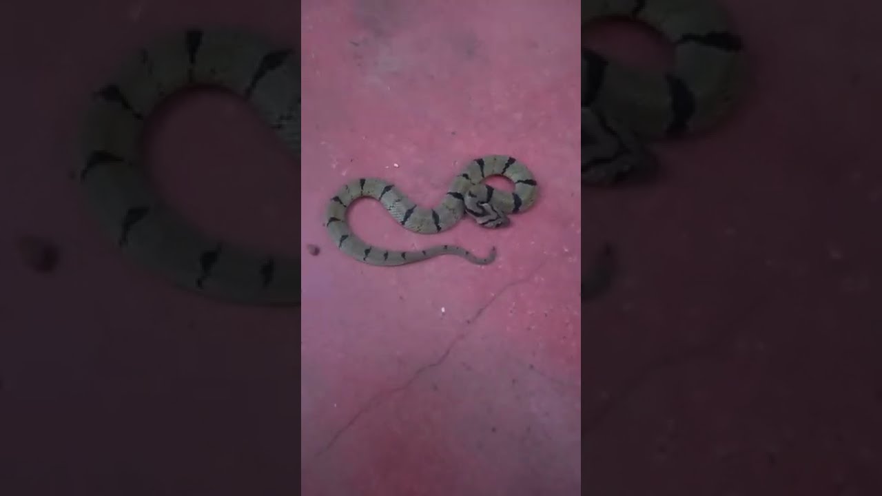 arani dath katiya | kukri snake | kuna katuwa | reptiles | animals ...