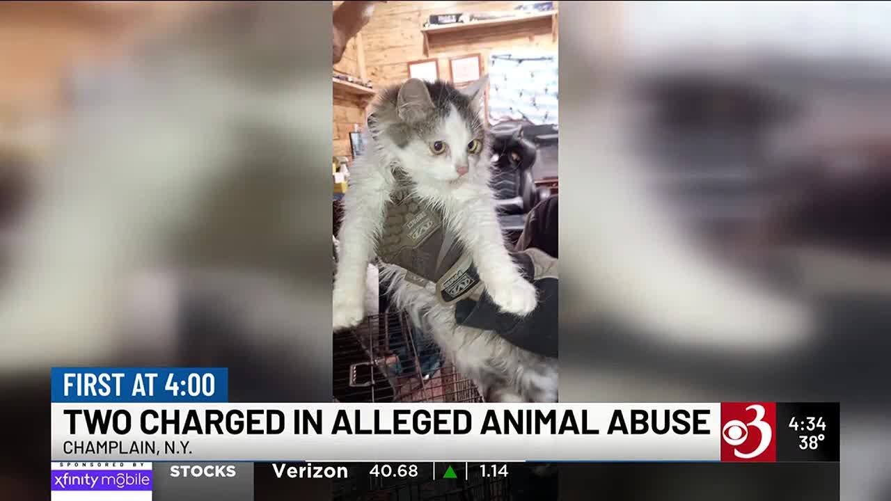 NY women charged in cat abuse case - YouTube