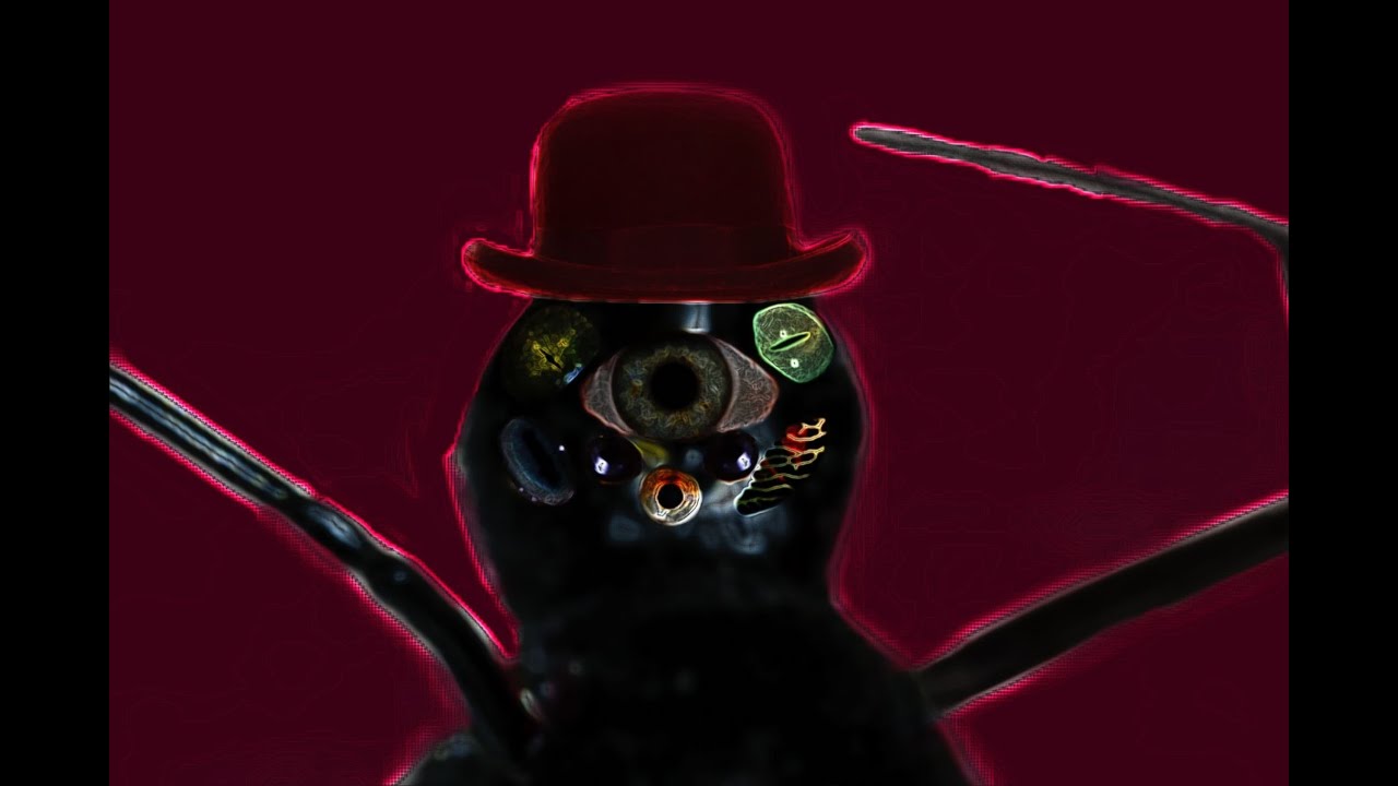 A Guest For Mister Spider - YouTube