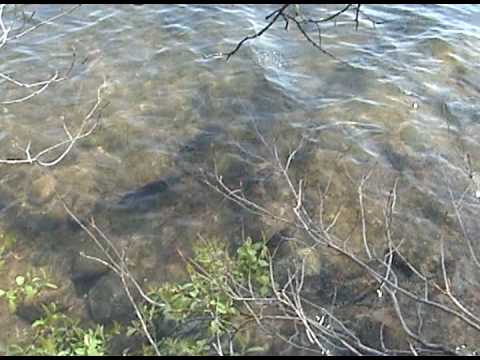 Oozing spring water attracting fish. - YouTube