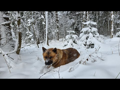 Yoll добрый стрим. Идём в лес за ёлочкой!