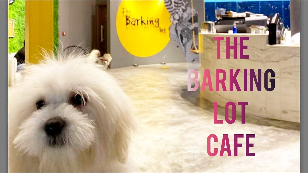 Coffee at The Barking Lot Cafe | Tour of my new Home - YouTube