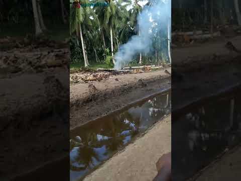 Jalan jalan di kebun sambil liatin alat berat