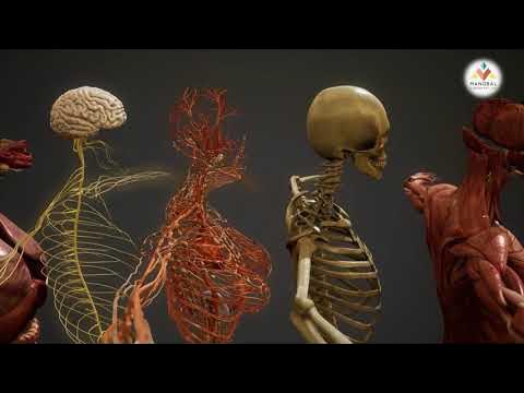 3D Human Body Animation by Manobal Studios #3danimation #humananatomy ...