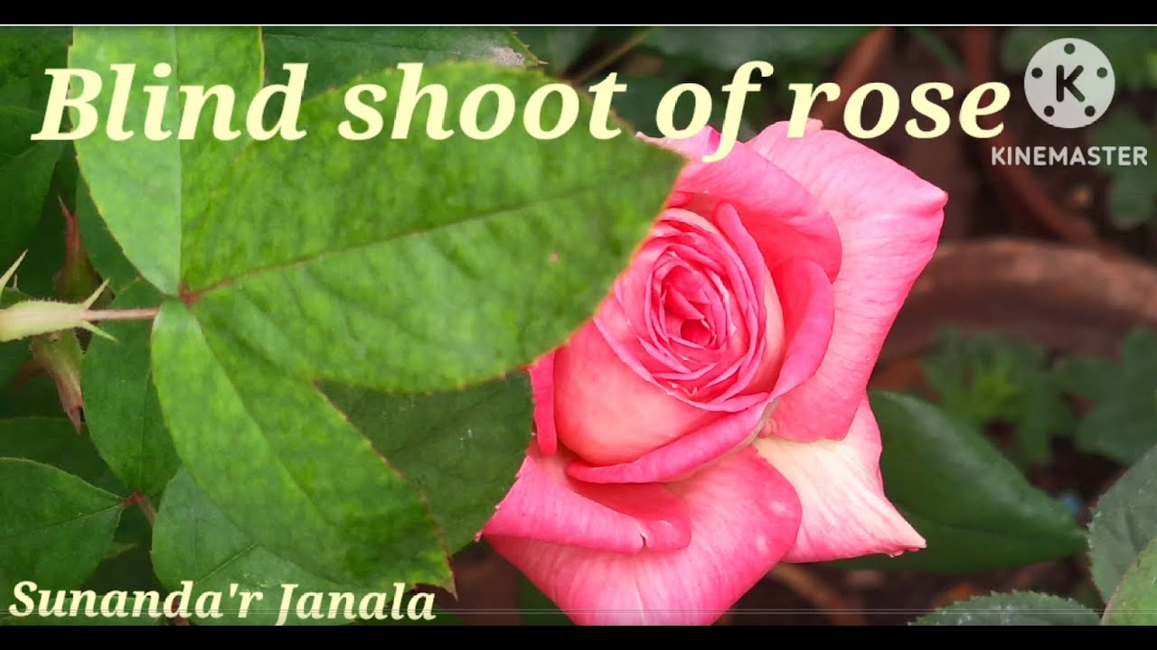 Blind shoot of Rose Plants (গোলাপের অন্ধ ডাল) by Sunanda Khamroi - YouTube