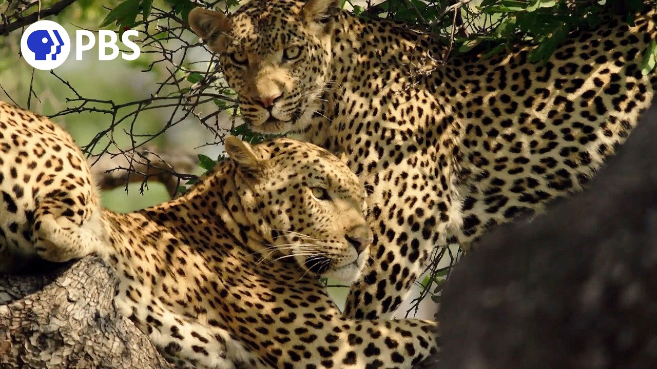 Secret Sex Life of Leopards - YouTube