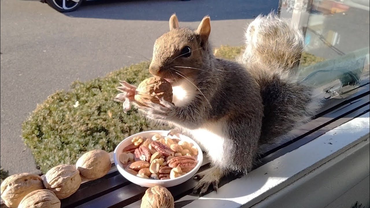 Minnie the baby squirrel gets frustrated with a walnut - YouTube