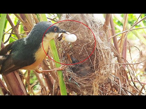 MOM Grabs OUT Massive POOP SAC after feeding tinny Worm | Tailor baby ...