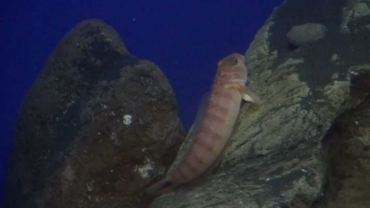 海の生き物（オキトラギス） Parapercis multifasciata - YouTube