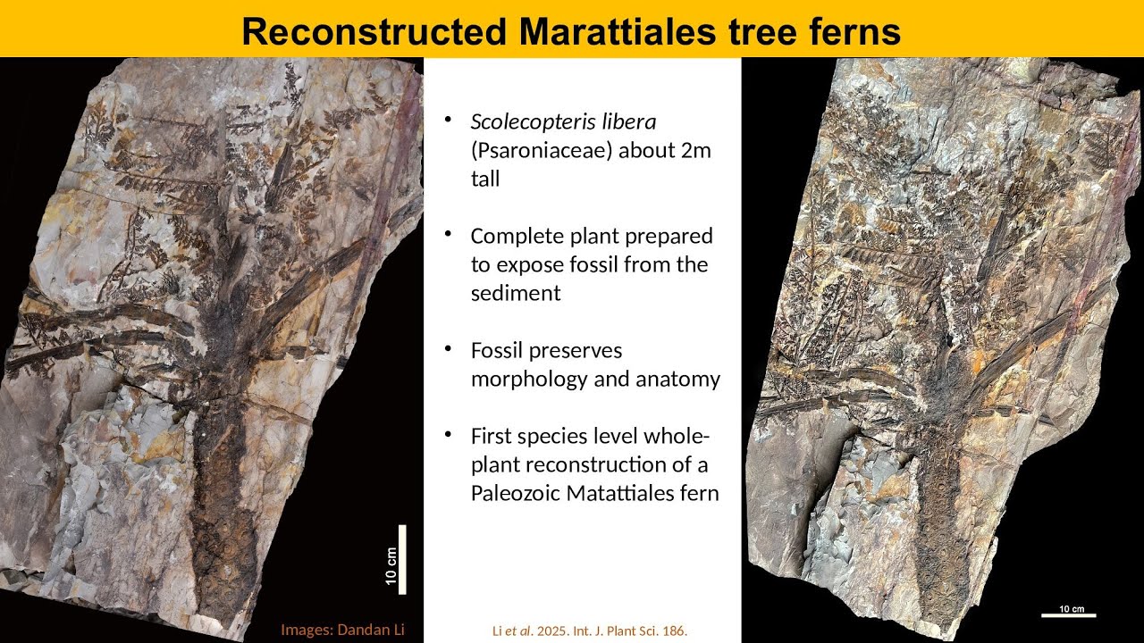 2025/2/17 The Wuda flora: an earliest Permian tropical forest ecosystem ...