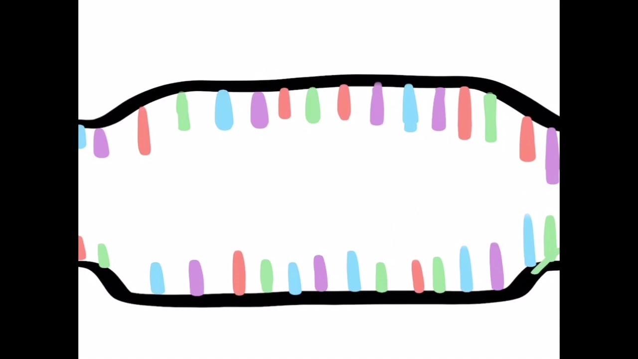 DNA Replication Animation - YouTube