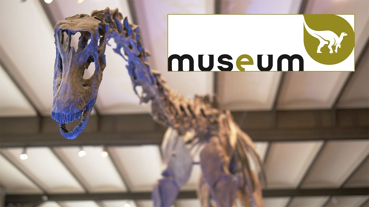 MUSÉE DES SCIENCES NATURELLES (Bruxelles) - YouTube