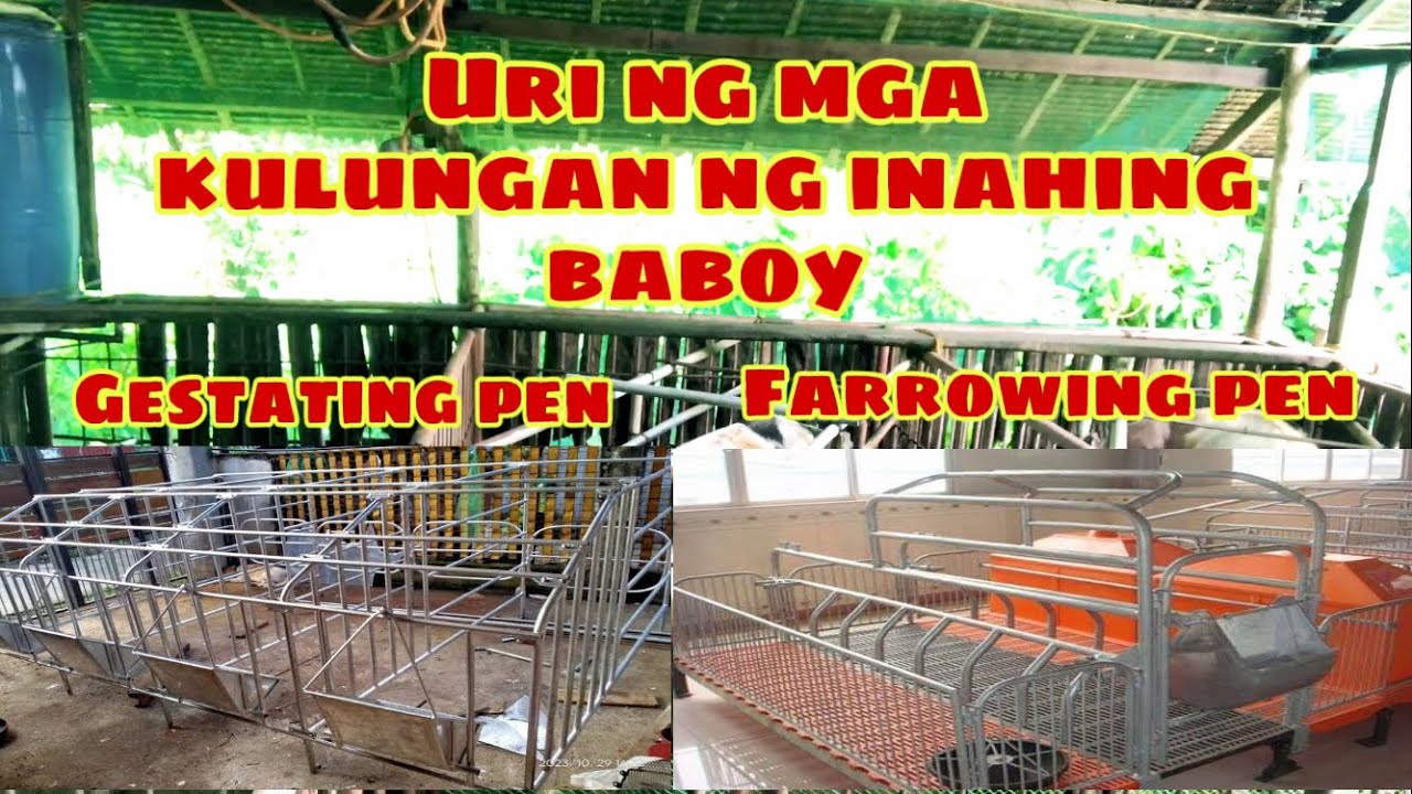 Ano ang mga kulungan ng mga alagang inahing baboy | Ryan Patenio - YouTube