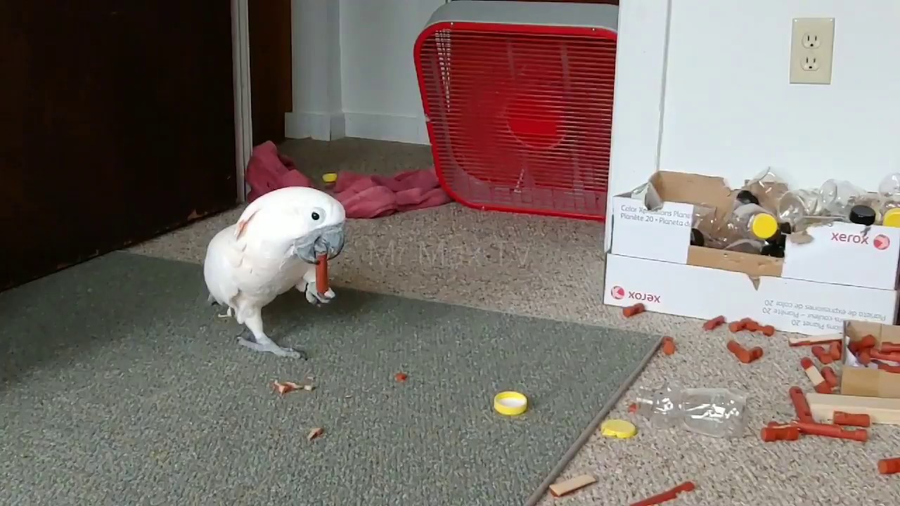 Busy Busy Busy Bird - YouTube