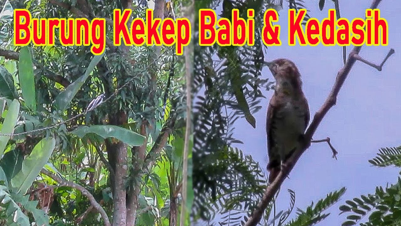 Burung Kedasih Dan Kekep Babi - YouTube