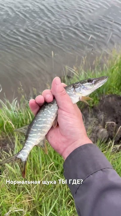 Самая маленькая щука в мире 😂 #рыбалка #fishing #рыба #щука - YouTube