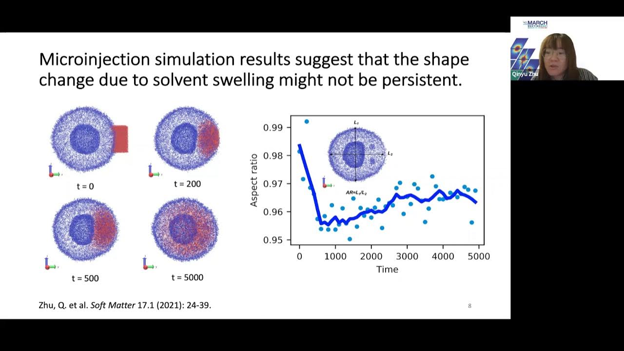 Reactive Dissipative Particle Dynamics of Local Shape Manipulation of Polymer Vesicles - YouTube