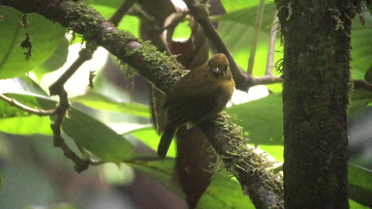 Sapayoa - a hard bird to find! - YouTube