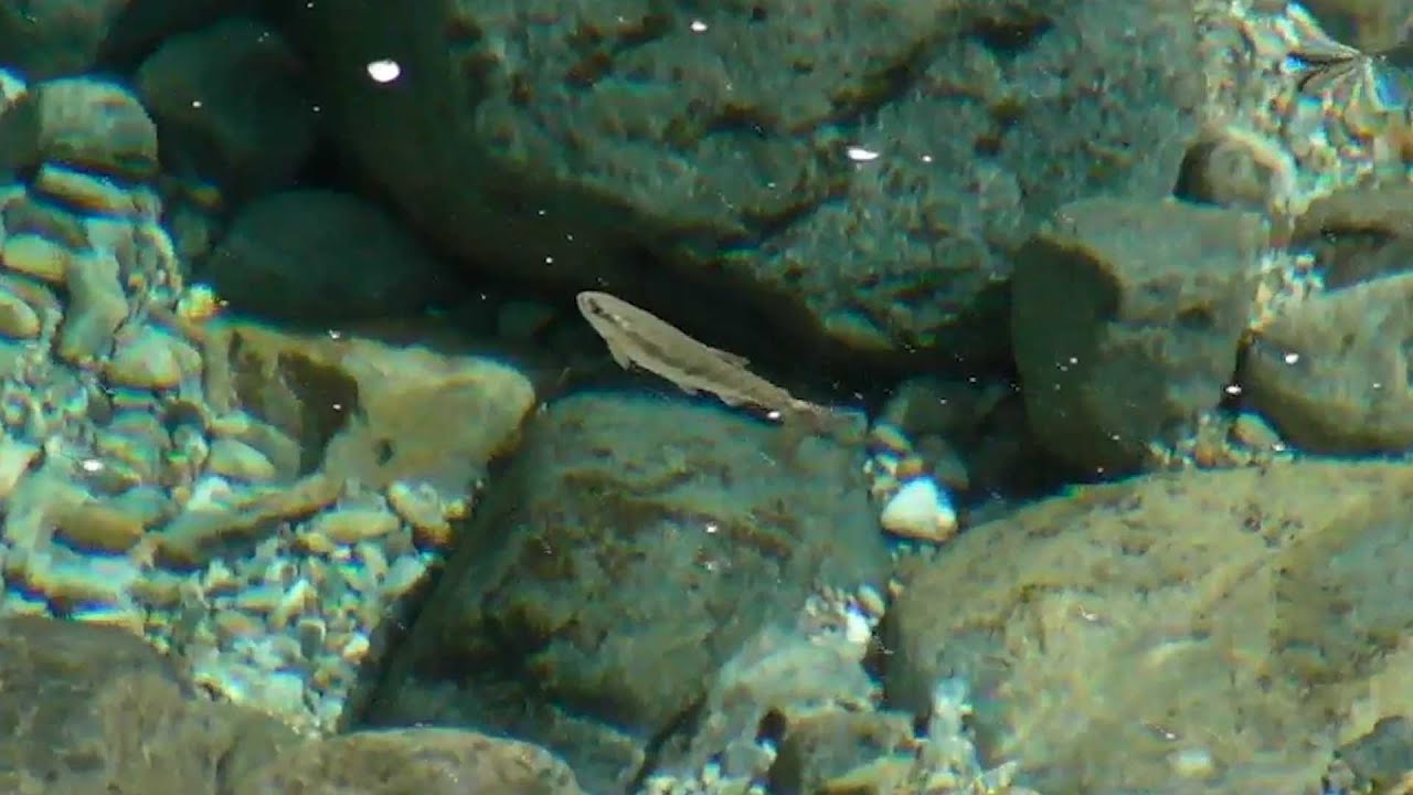 渓魚のライズ色々_various surface rise forms of trout - YouTube