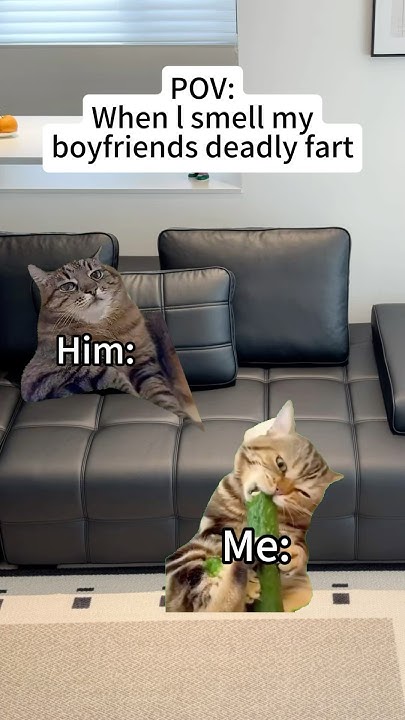 When i smell my boyfriends deadly fart #catmemes - YouTube