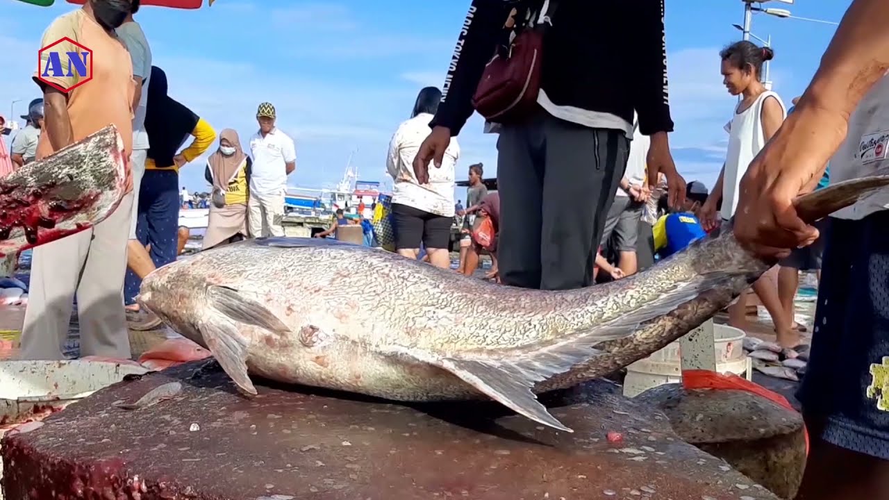Super Big Mubara Fish Slicing Skill at Sorong City Fish Market - YouTube