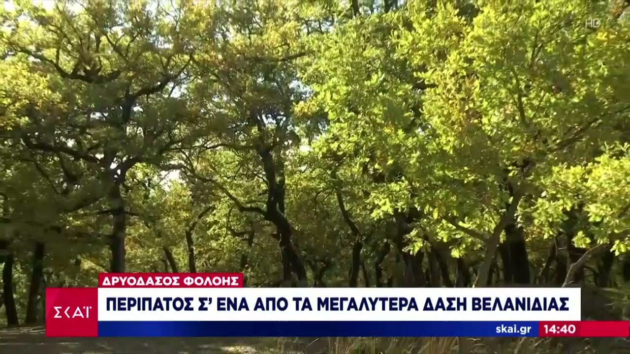 Το παραμυθένιο δάσος της Φολόης – Στην Ηλεία το μοναδικό δρυοδάσος των ...