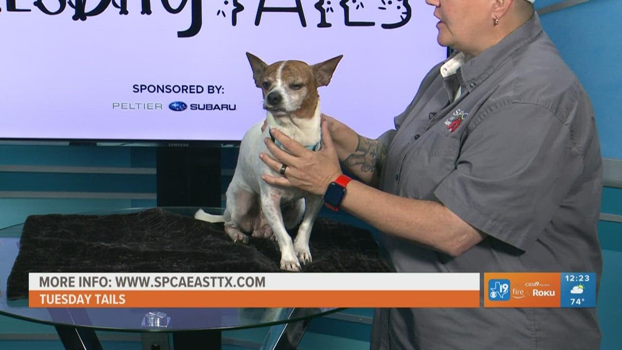 TUESDAY TAILS: Meet Dumpling from the SPCA of East Texas - YouTube