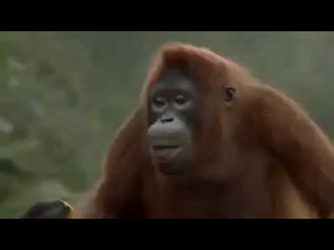 Chango bailando - YouTube