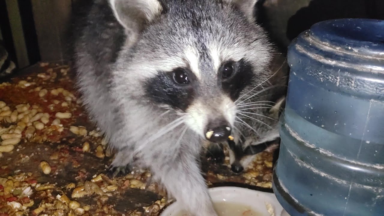 Raccoon Episode 234 | Having fun with raccoons! - YouTube