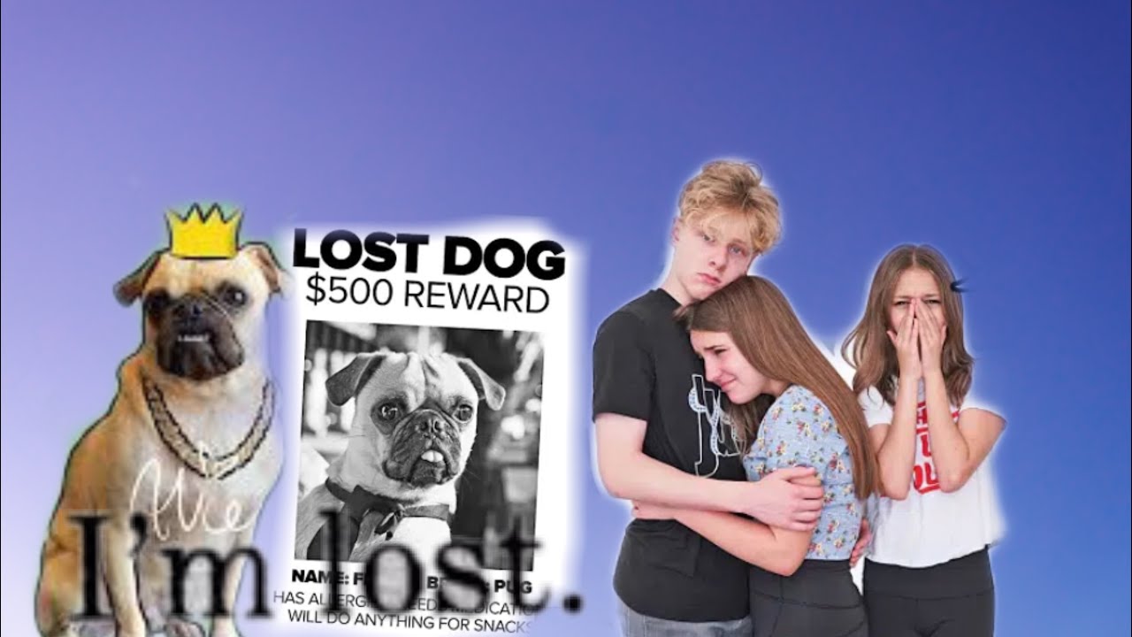 Help us Find Frank🙏😭 - YouTube