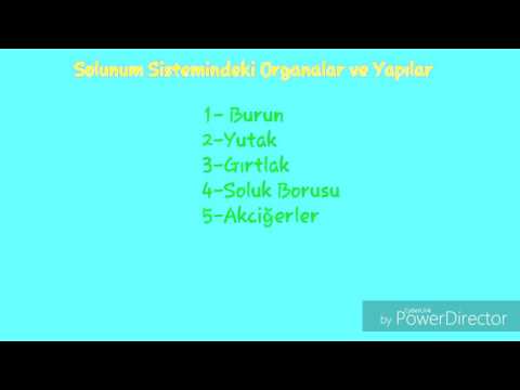 Vücudumuzun Bilmecesini Çözelim Solunum Sistemi