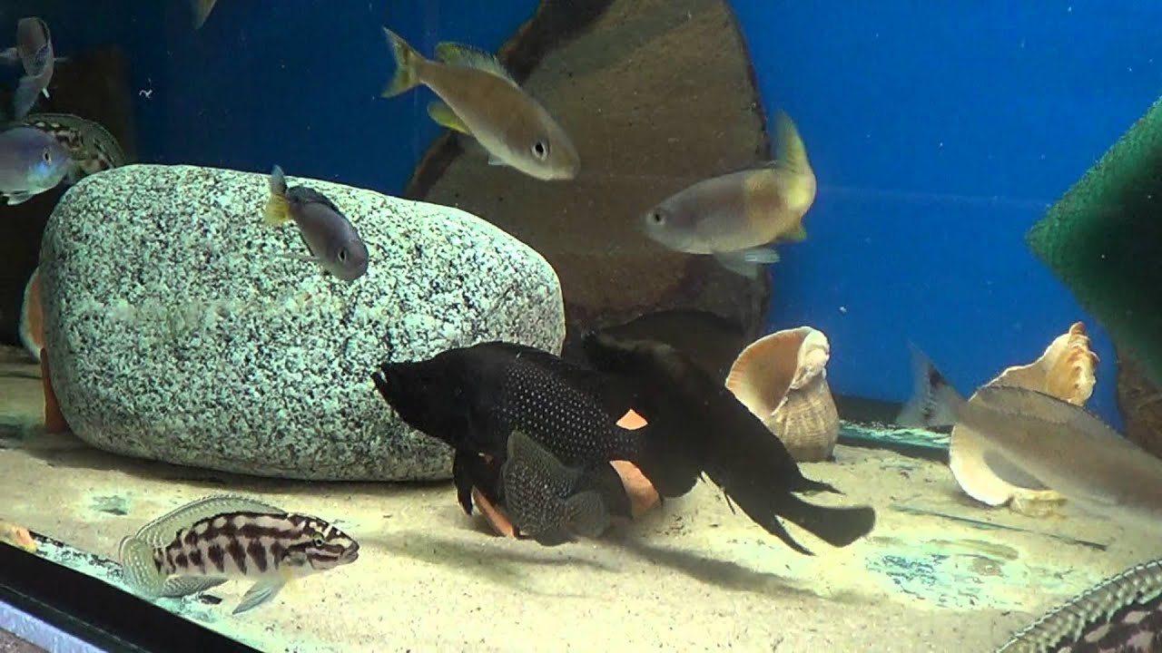 Altolamprologus calvus Black Pectoral - YouTube